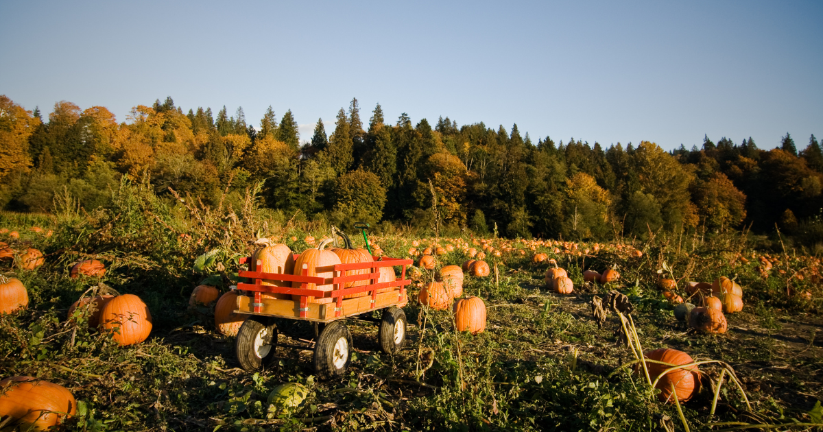 Biggest Pumpkin Patches in California | Fall Activities & Travel ...